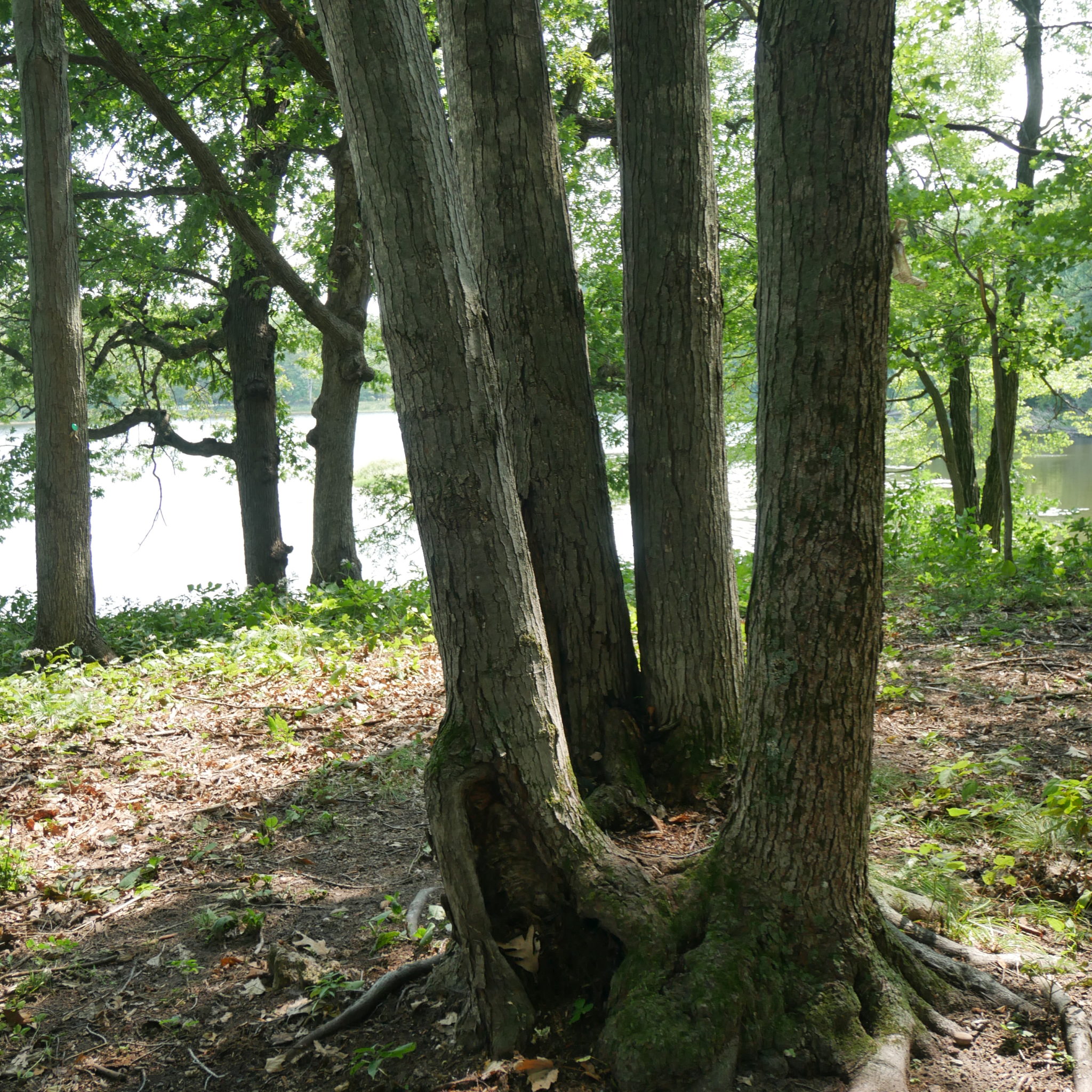 Better Place Forests | LocalTies Media | Medina & Twin Cities West ...